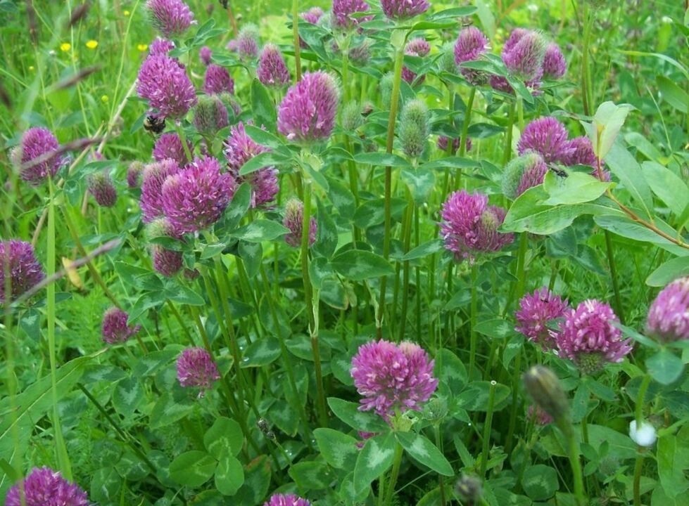 Mjetet juridike popullore për ereksionin në shtëpi: lista e më të ...